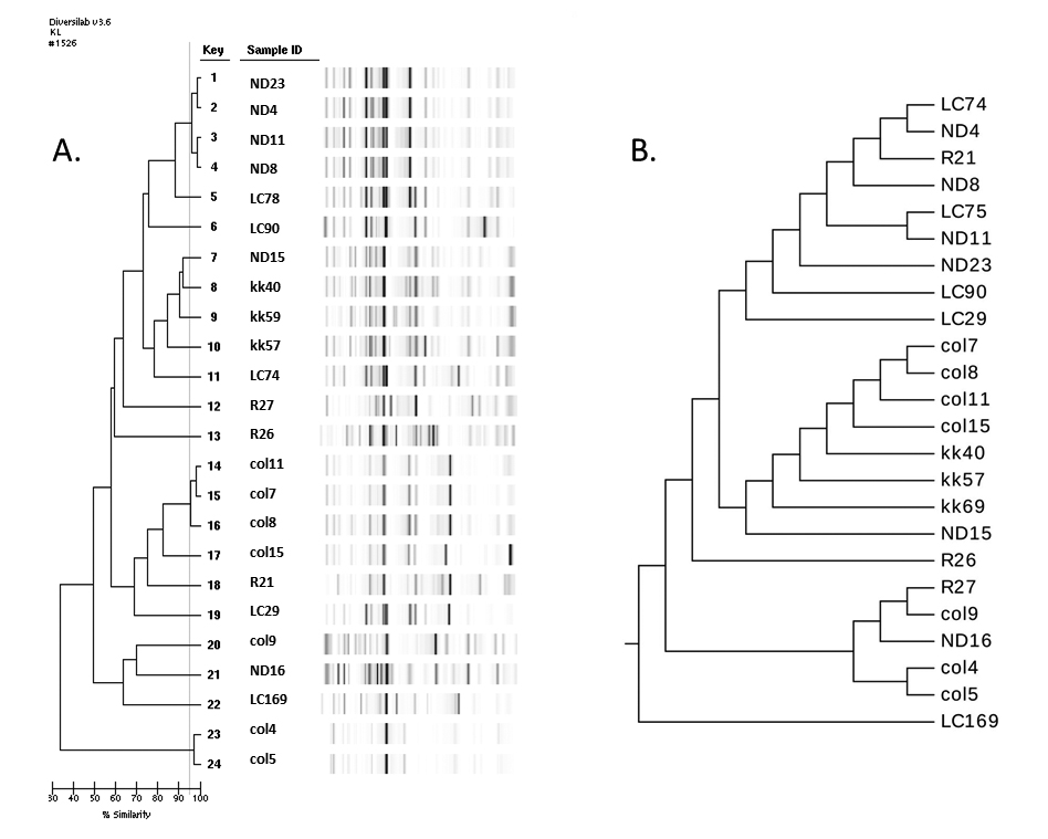 A Comparison of Molecular Typing Methods Applied to Enterobacter ...